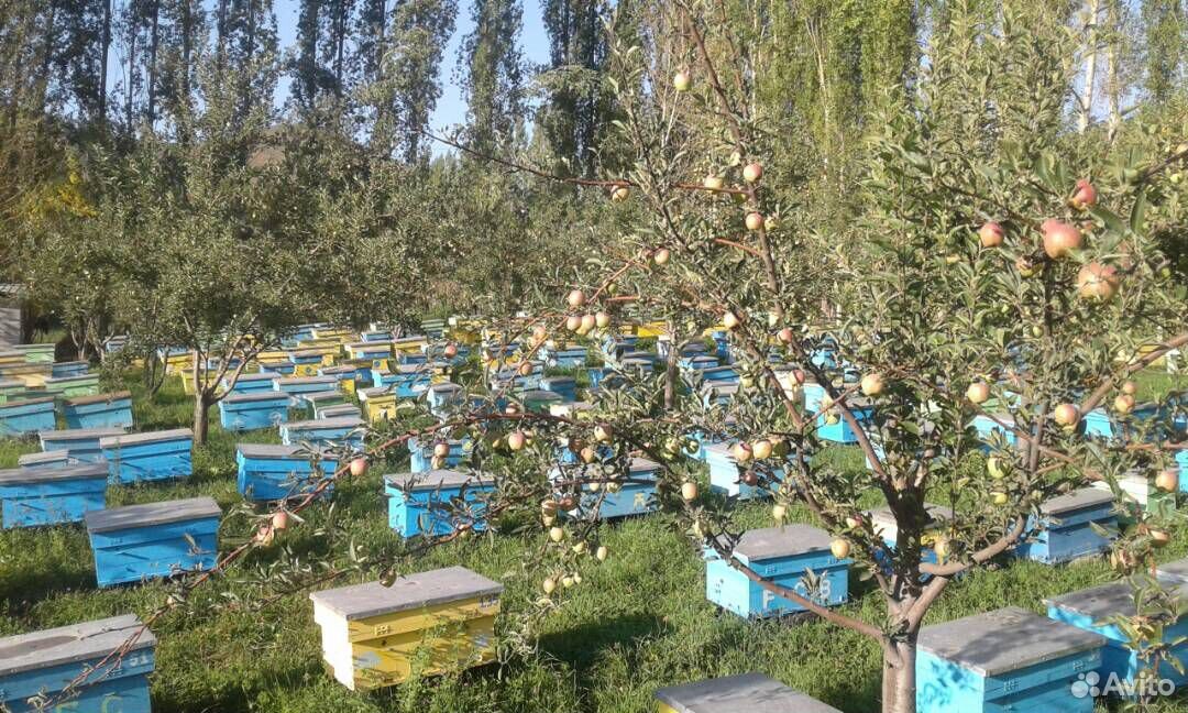 Пчелы