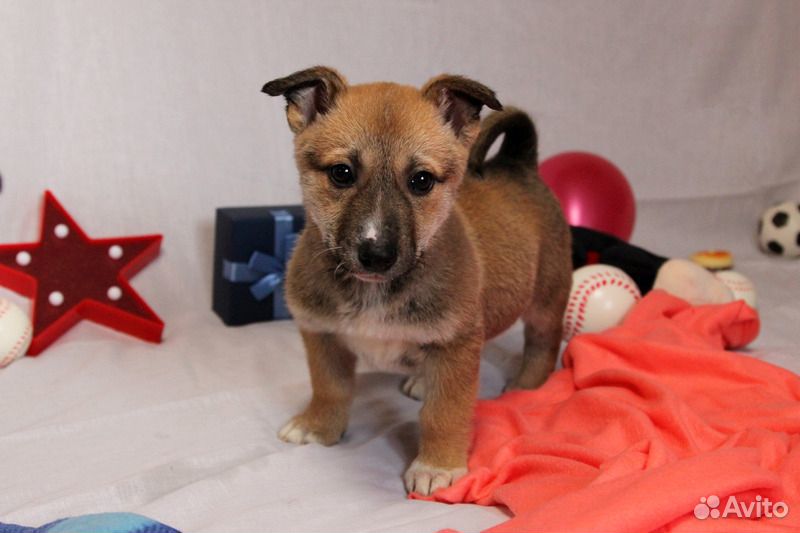 Щенки-коротколапики, вырастут маленькими, в дар