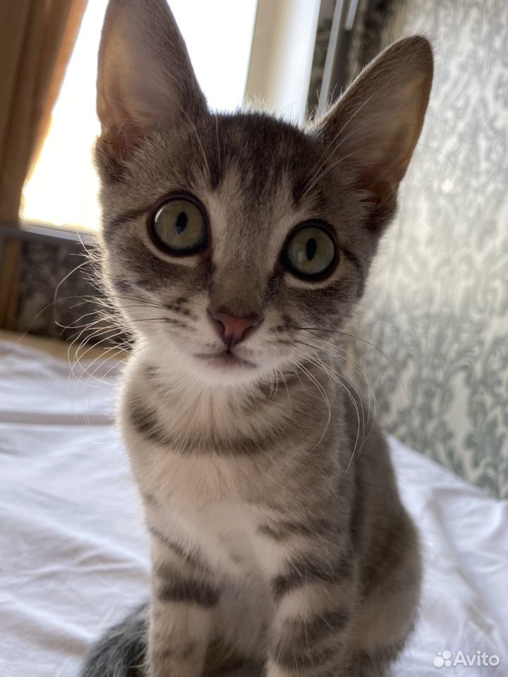 Отдам кошку