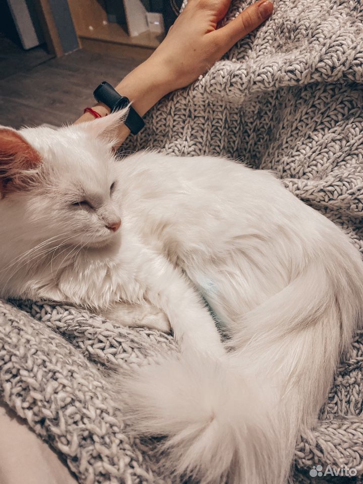 Ангорская кошечка