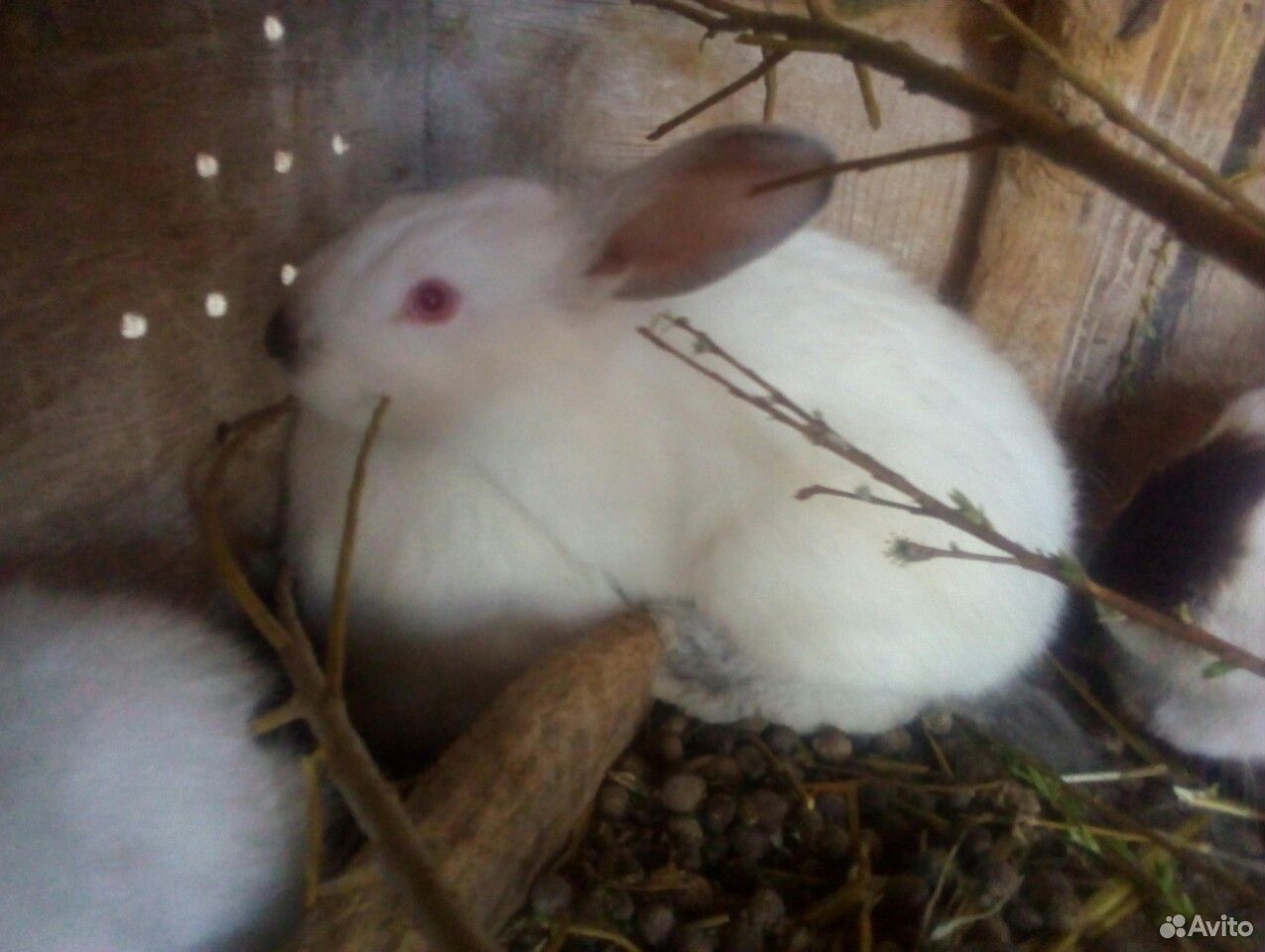 Калифорнийцы