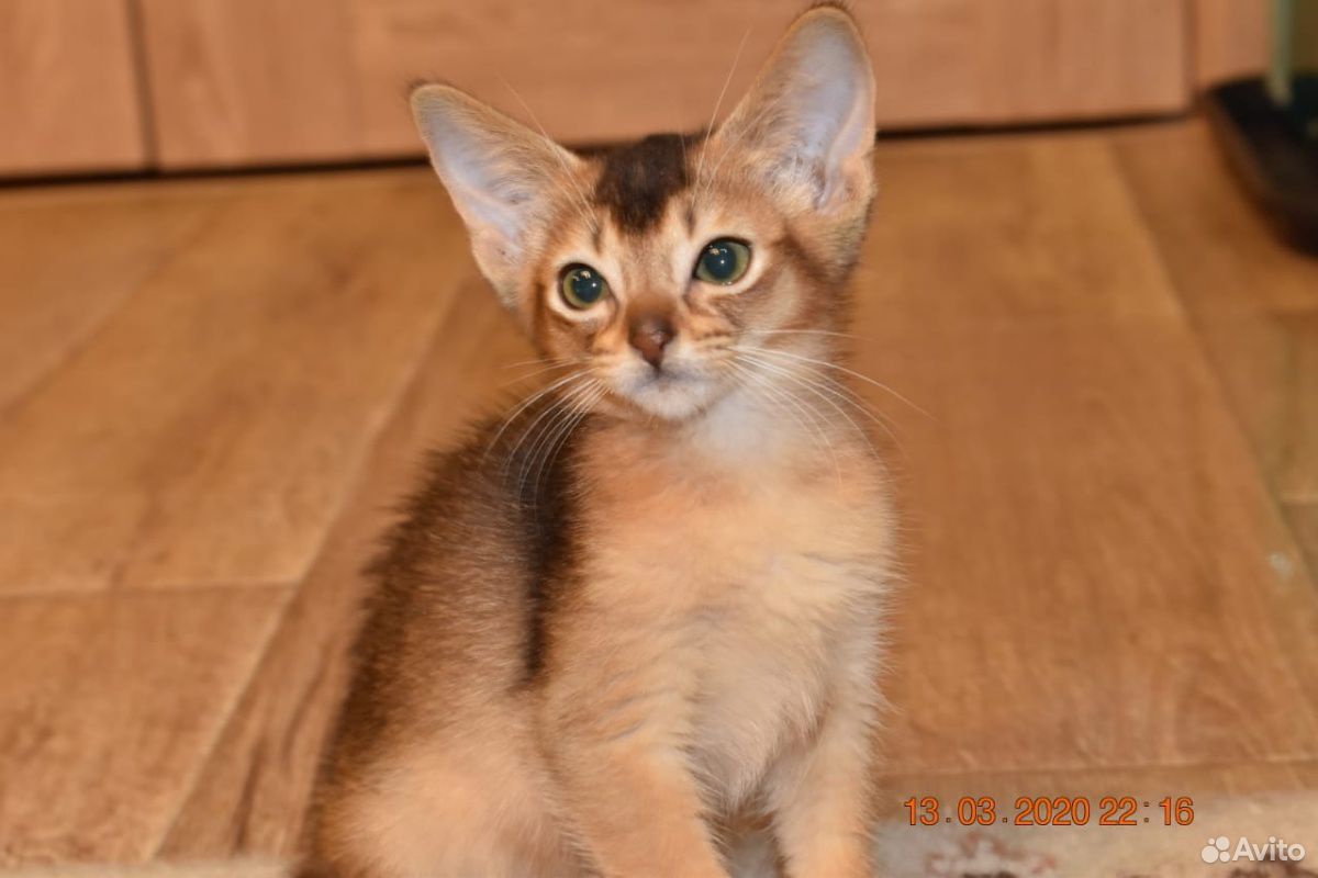 Абиссинская