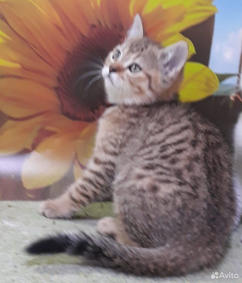 Британские тигрята