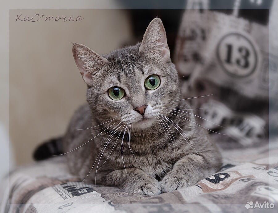 Соня - нежная, тихая кошка