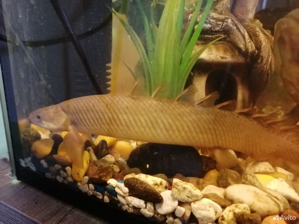 Полиптерус сенегальский (драконы)