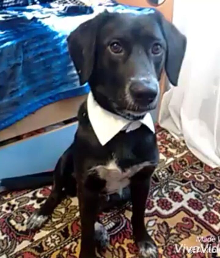 Пристраивается добрый пёсик