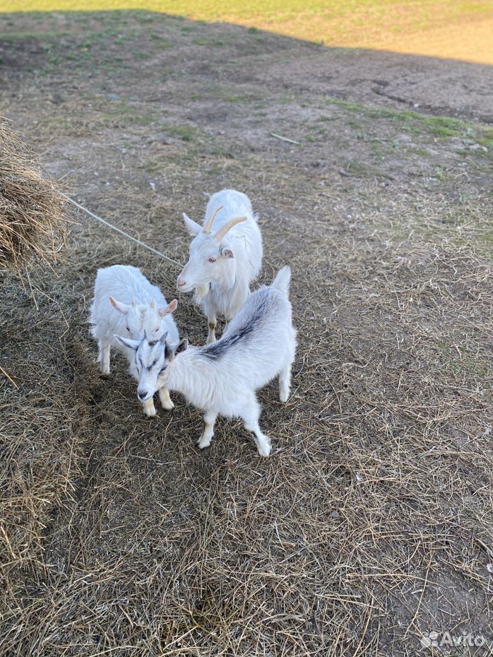 Продаю козу