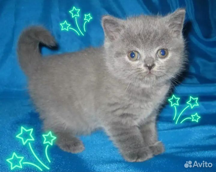 Шотландская