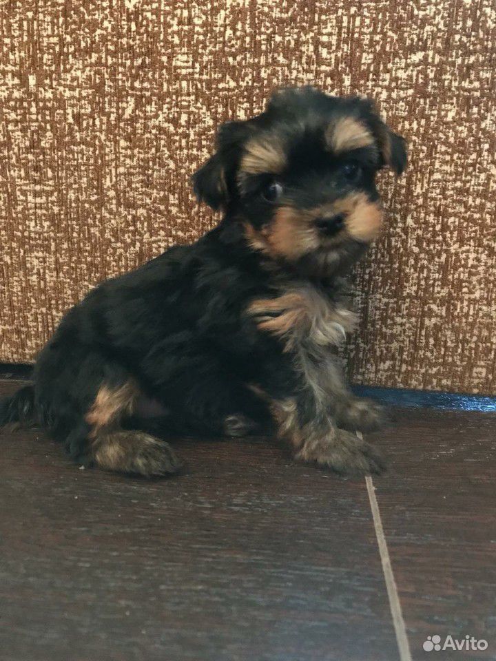 Маленькая девочка Йорка