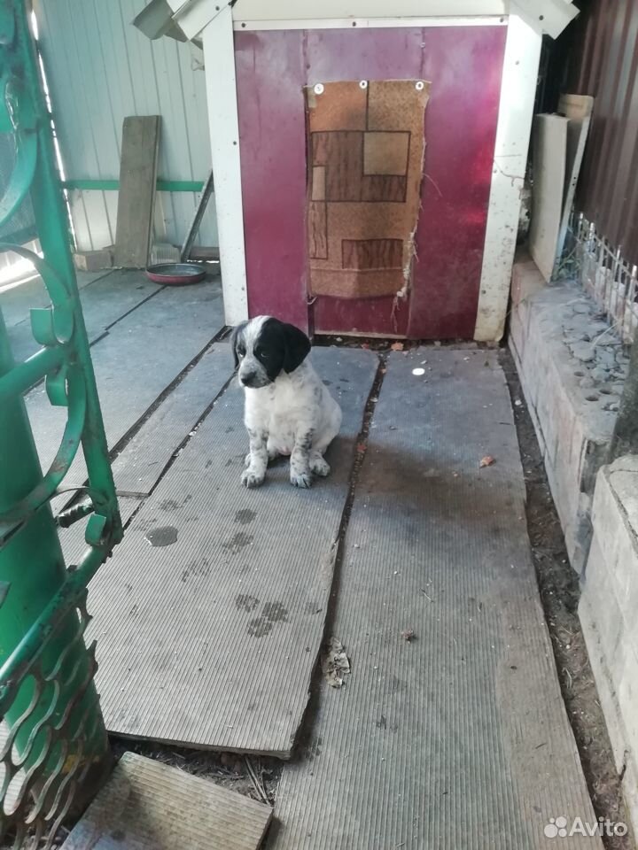 Собака, охотничья Дратхар. От рабочих родителей ос