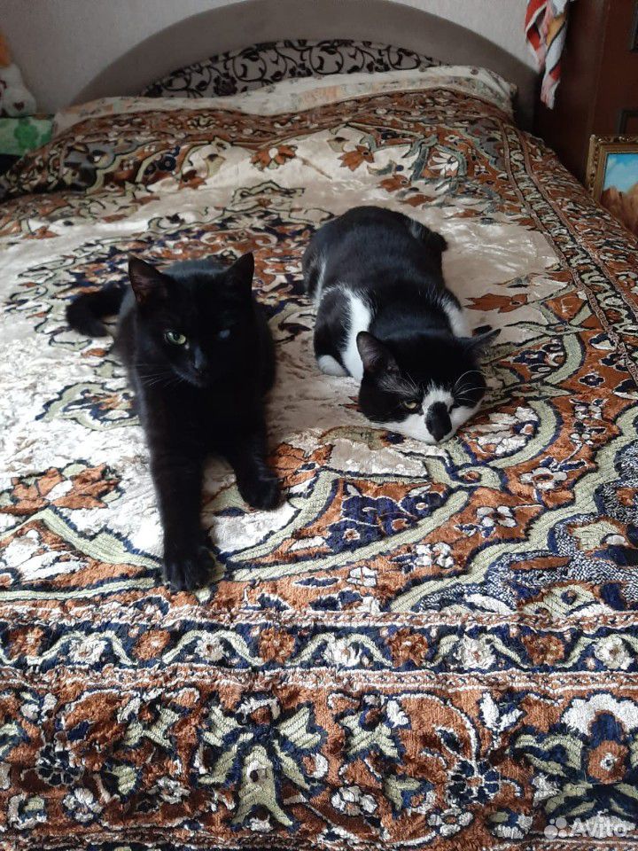 Котик и кошечка