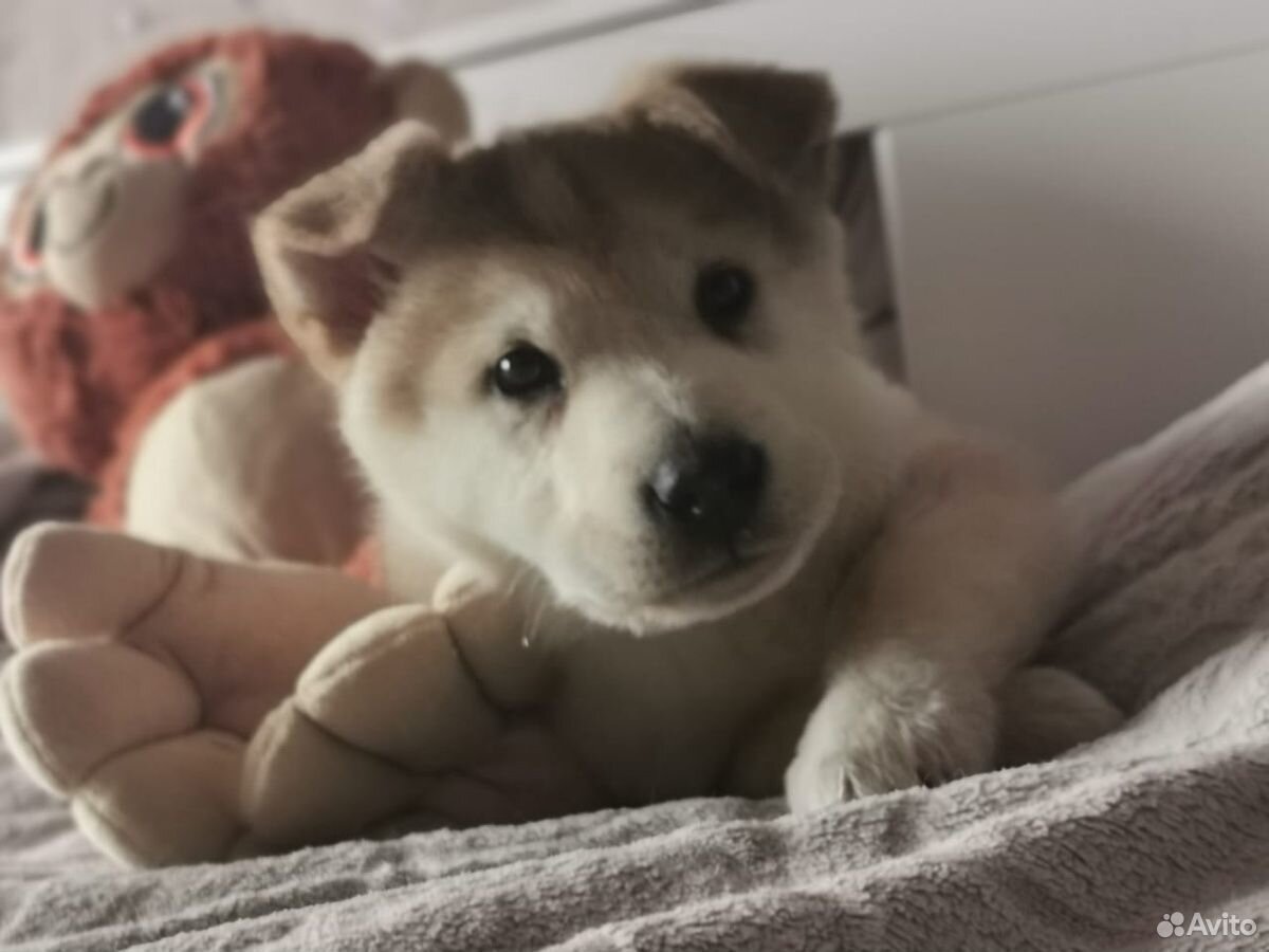 Щенок