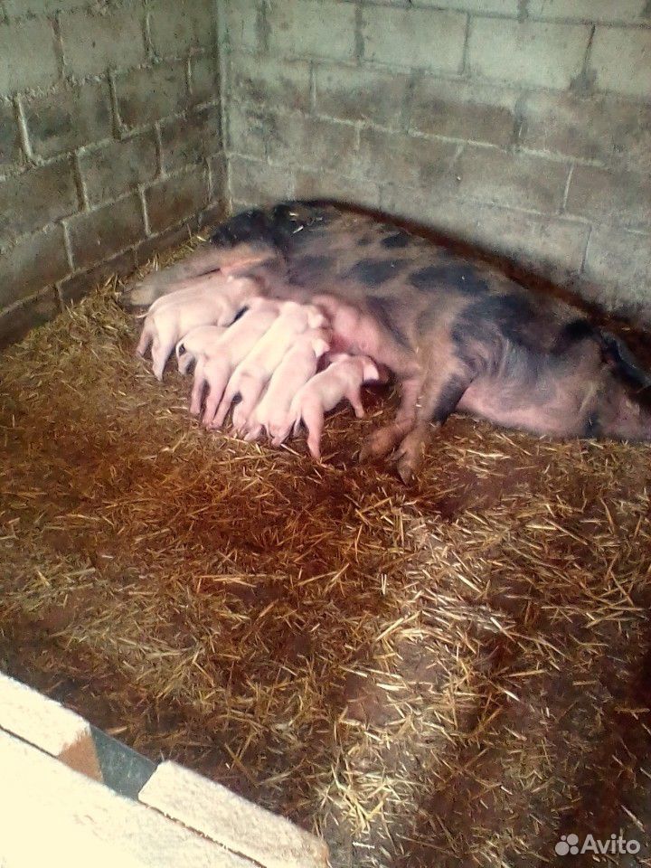 Услуги хряка