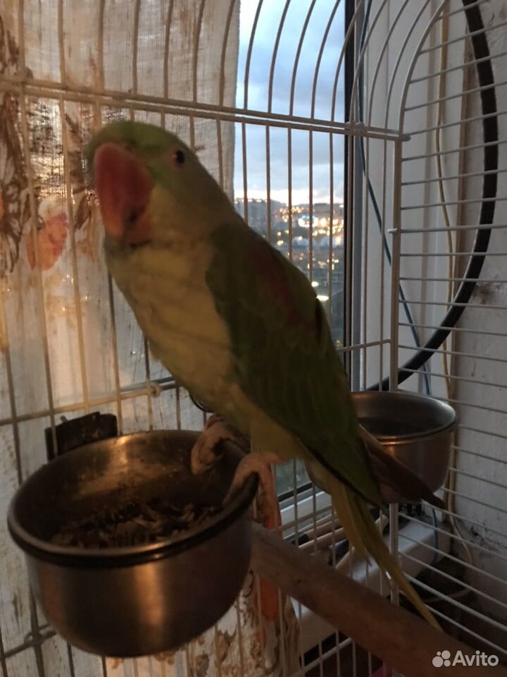 Птенец Александрийского попугая выкормыш 6 месяцев
