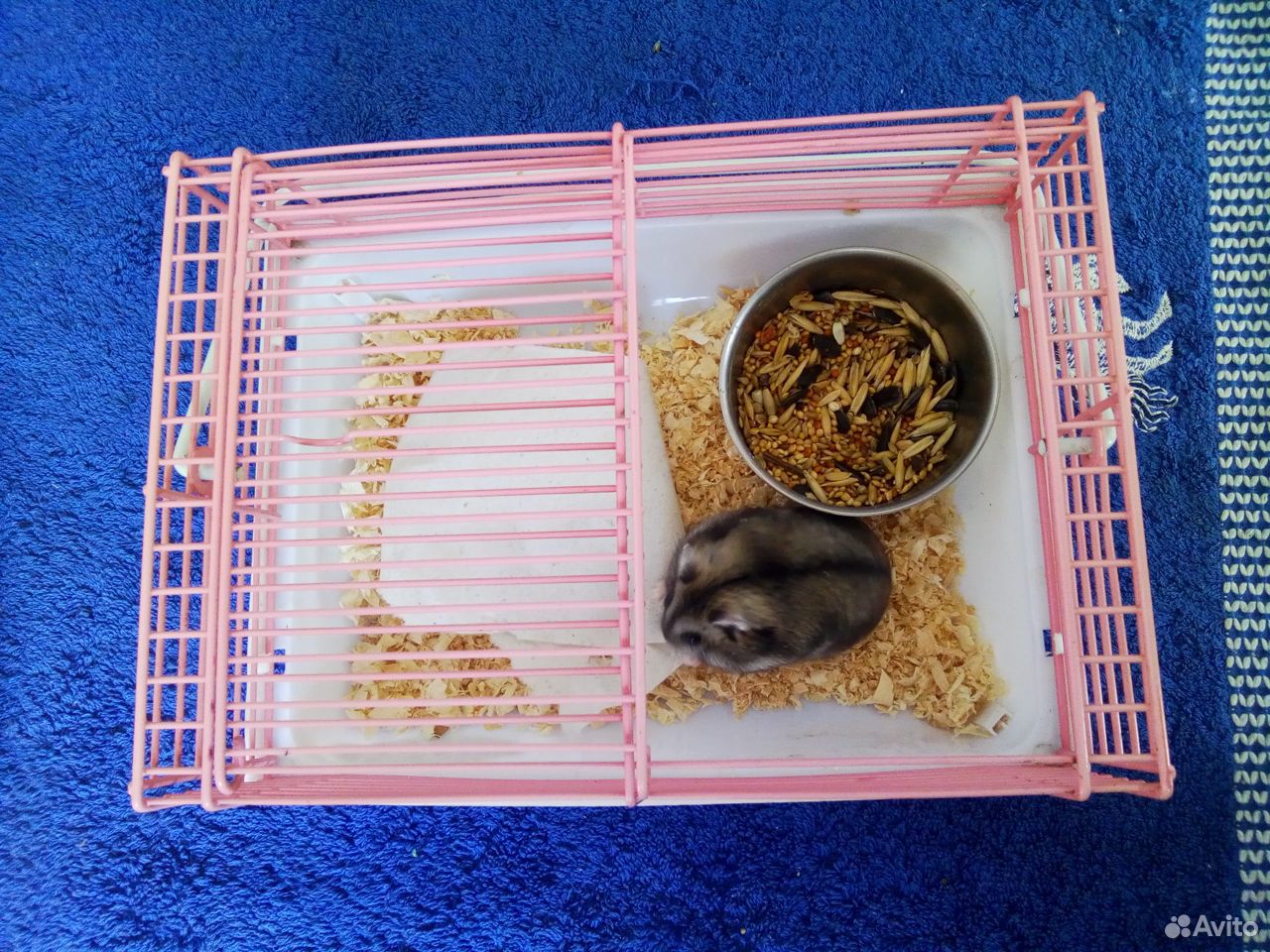 Хомячок с клеточкой