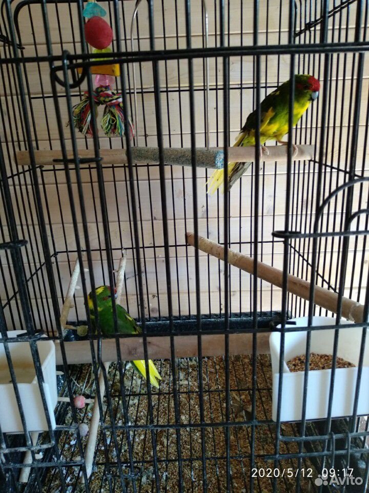 Попугай какарик