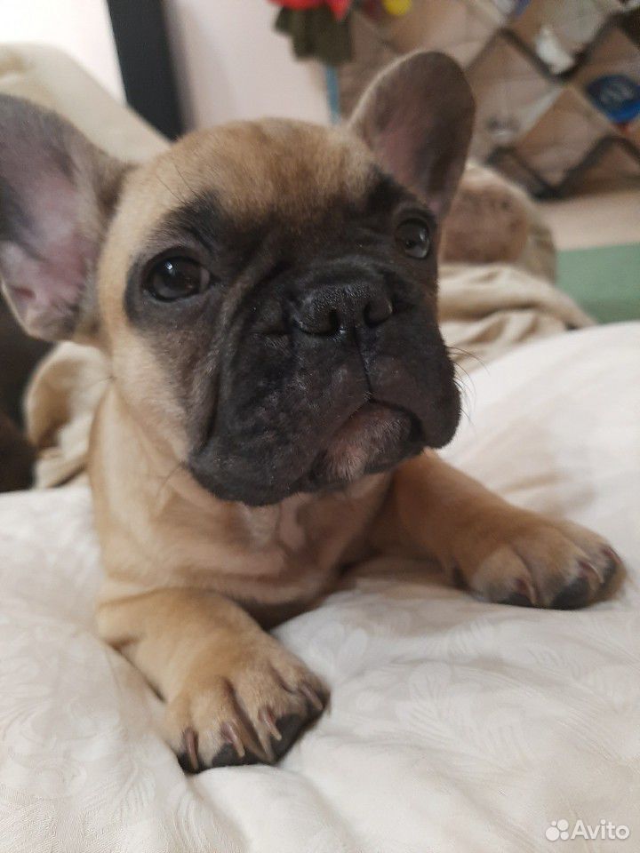 Щенок породы французский бульдог