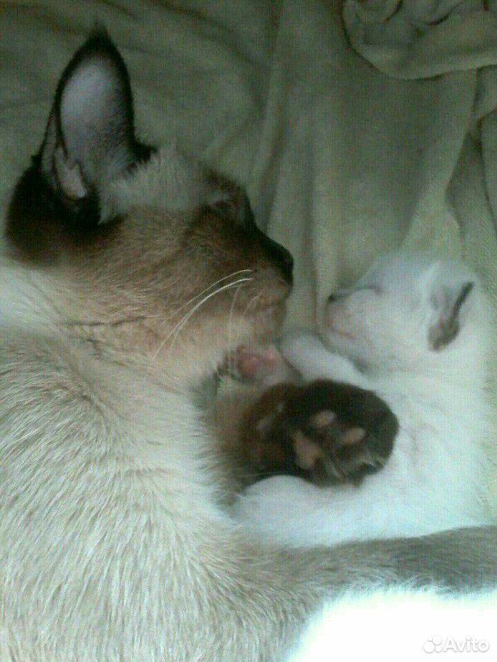 Сиамские котятки