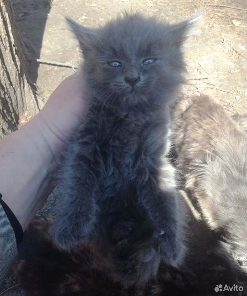 Подарим очень красивого котеночка