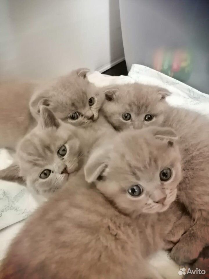 Шотландская