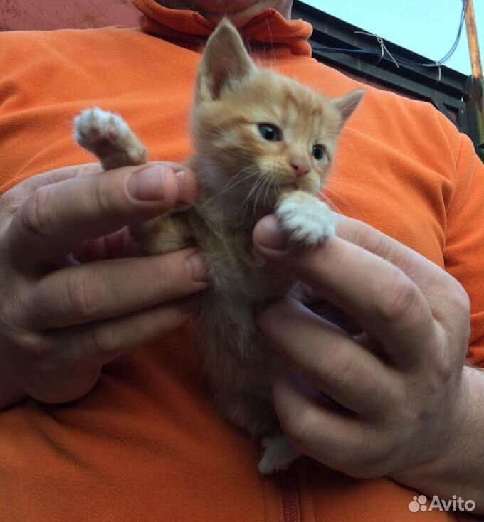 Котенок в добрые руки / в дар