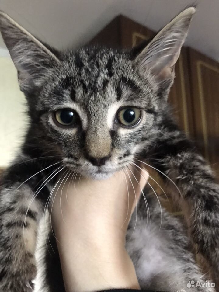 Котенок