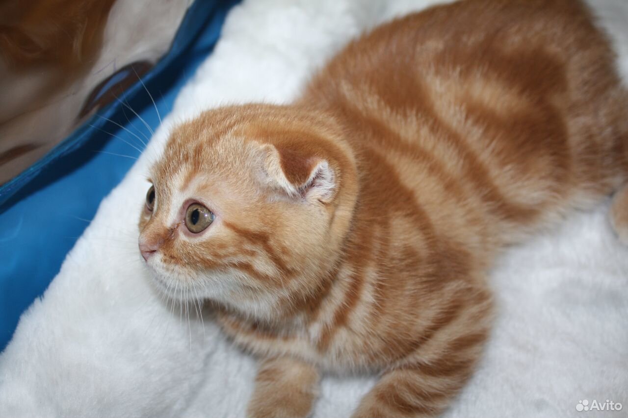 Солнечные котята