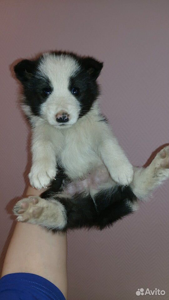 Щенок мальчик 1.5 Лайка