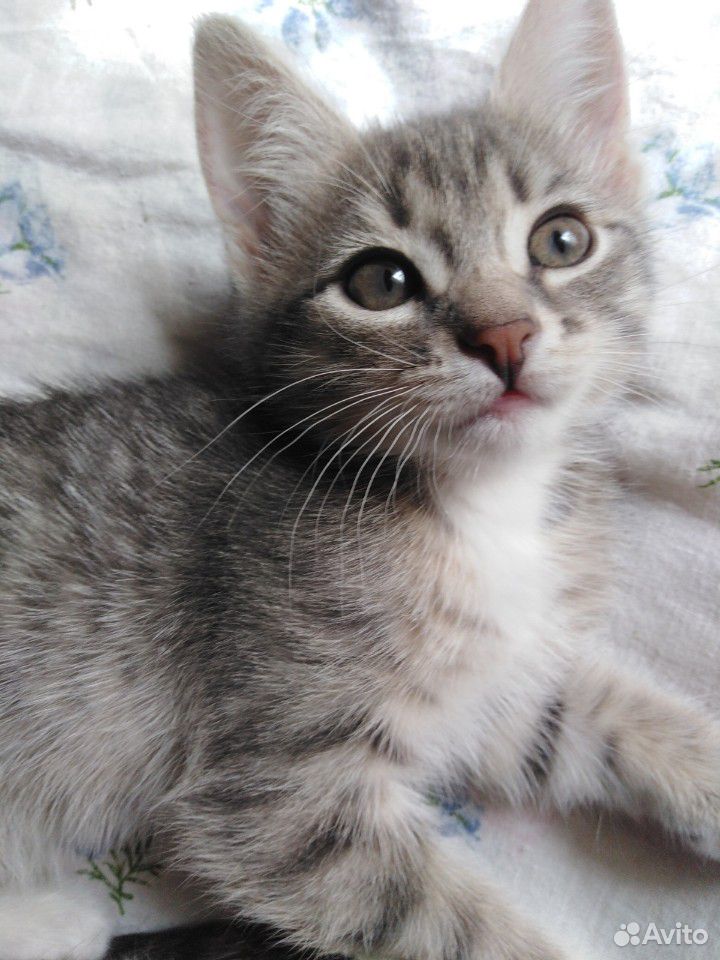 Котенок