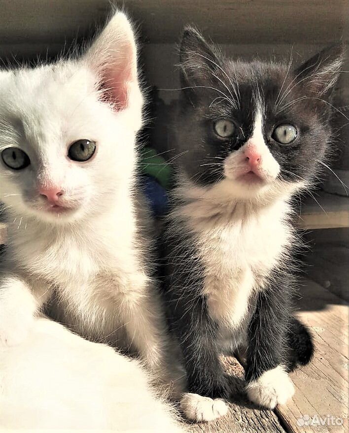 Пушистые комочки счастья