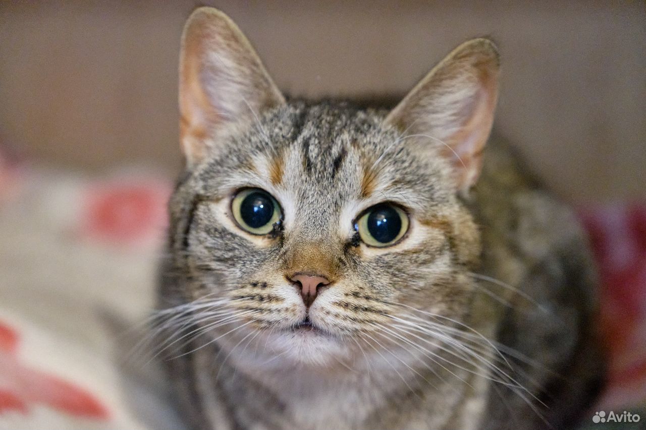 Кошка Тося ищет дом