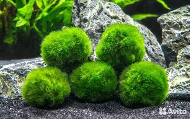 Кладофора. Аквариумный мох. Растения для аквариума