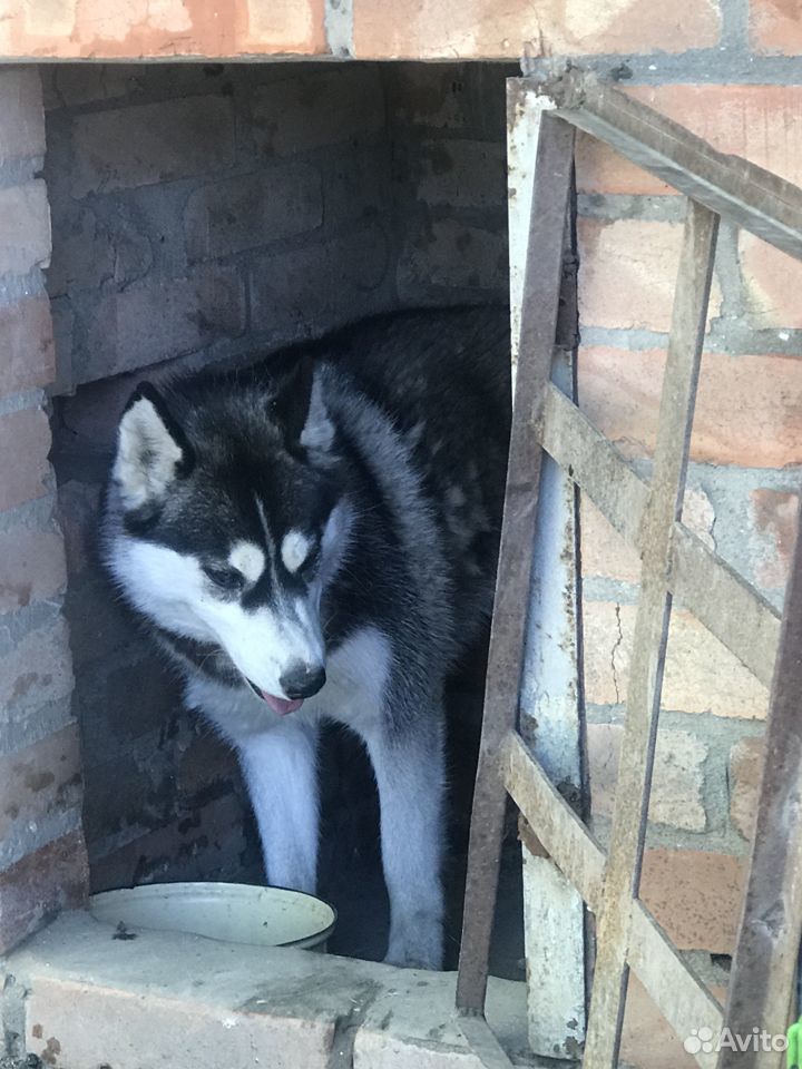 Найдена хаски