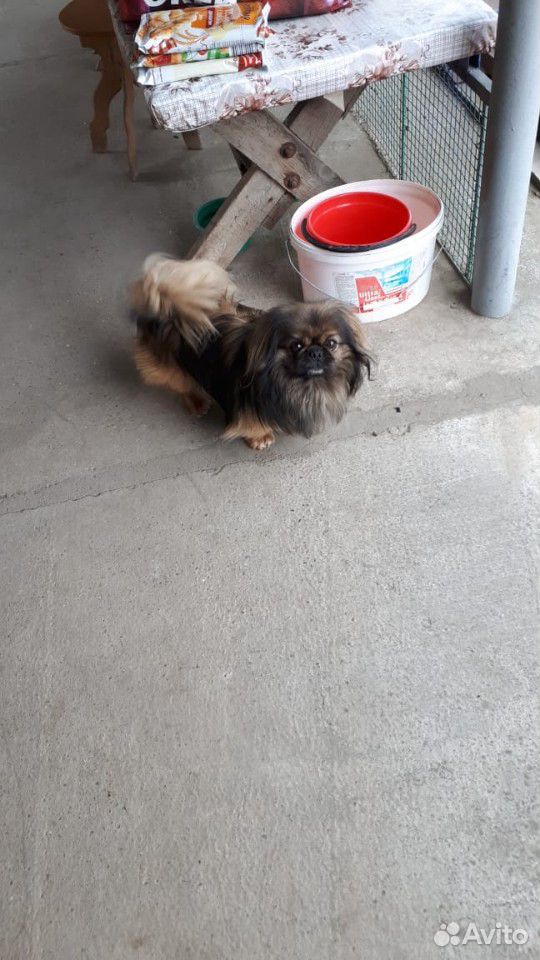 Полукровка пекинеса