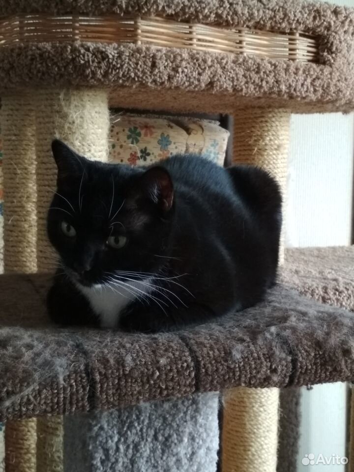 Кошка ищет новый дом