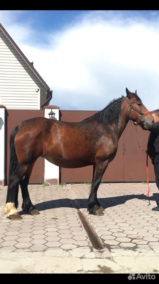 Продаю Владимирскую Тяжеловозную кобылу
