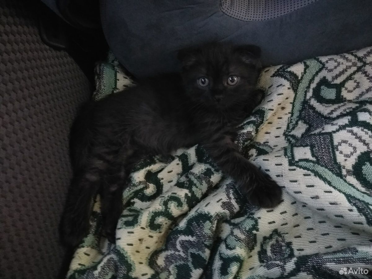 Вислоухие котята бесплатно в добрые руки