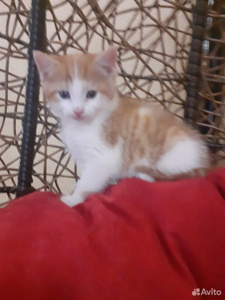 Малыш Матвейка ищет дом