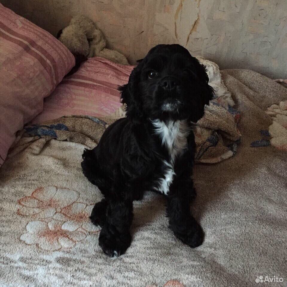 Американский кокер спаниель