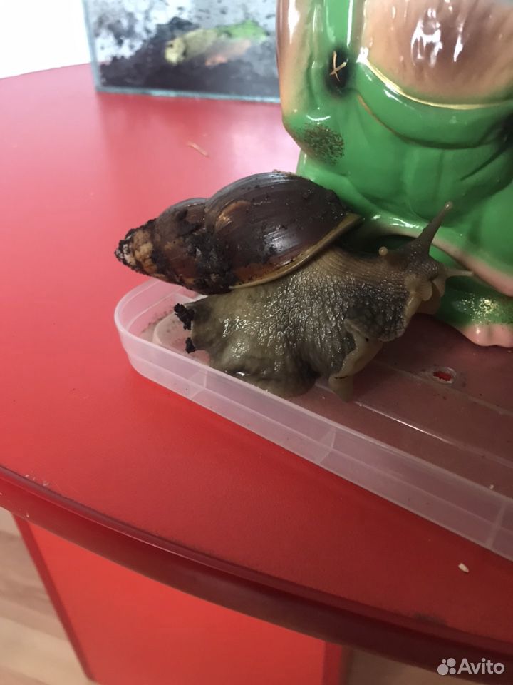 Улитка африканская