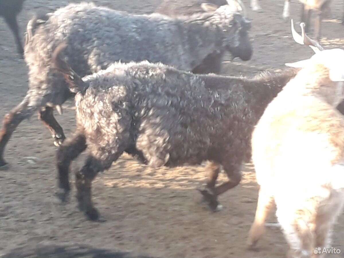 Козы с козлятами