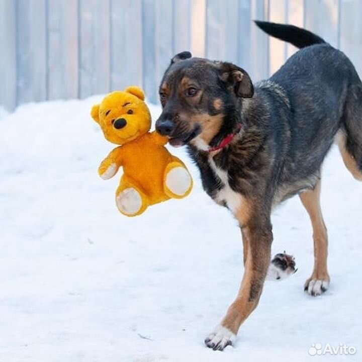 Отдаю пёсика Тайлера в добрые руки
