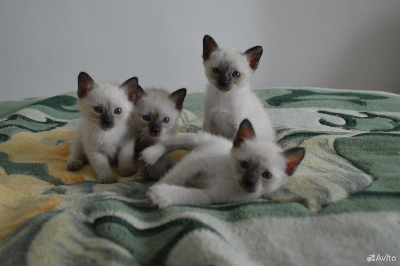 Котята Меконгские бобтейлы