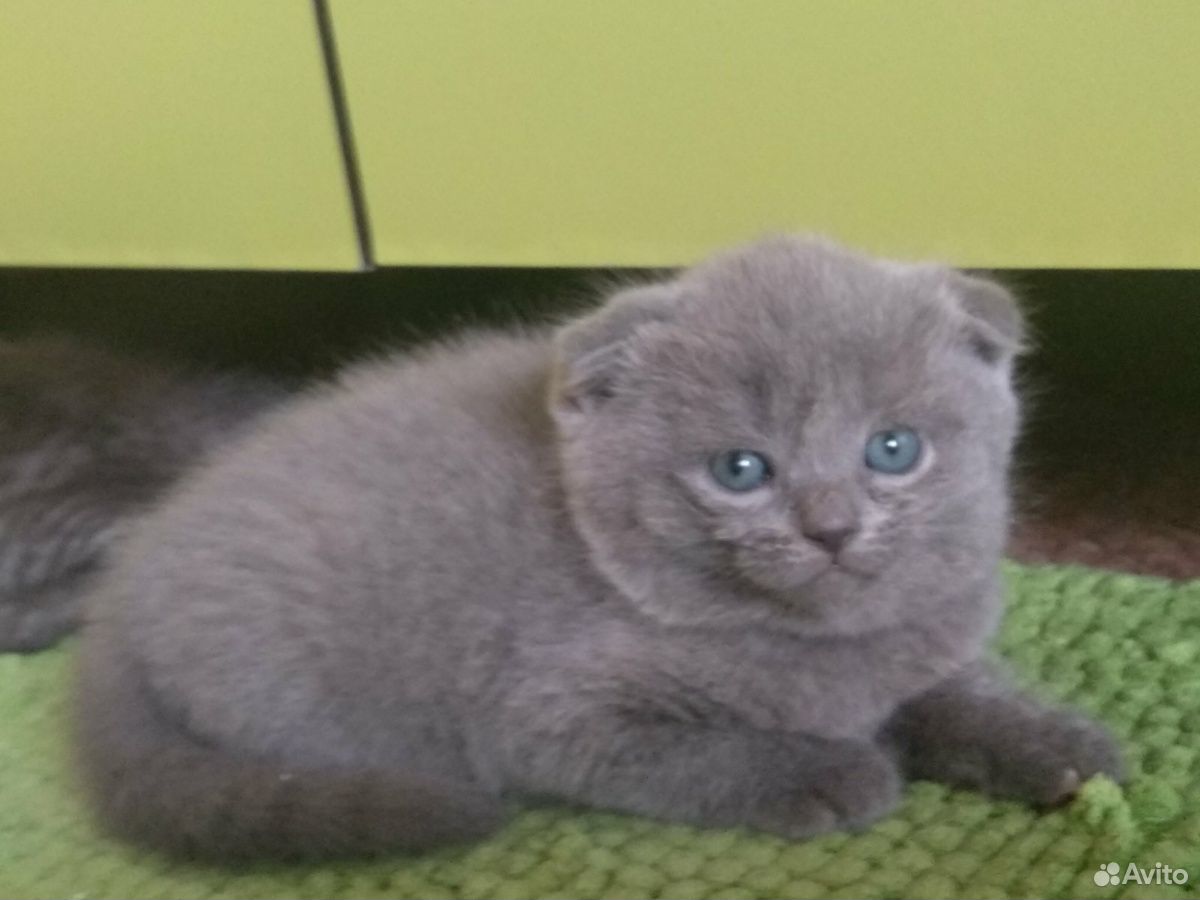 Котята вислоухие