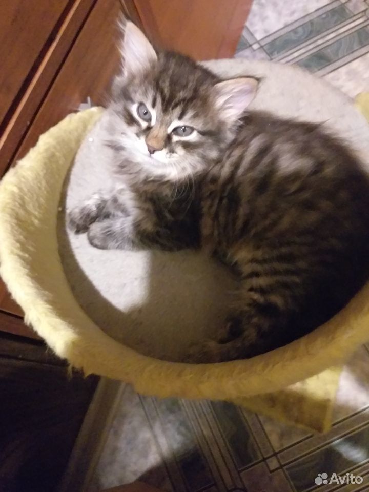Серый котенок мальчик