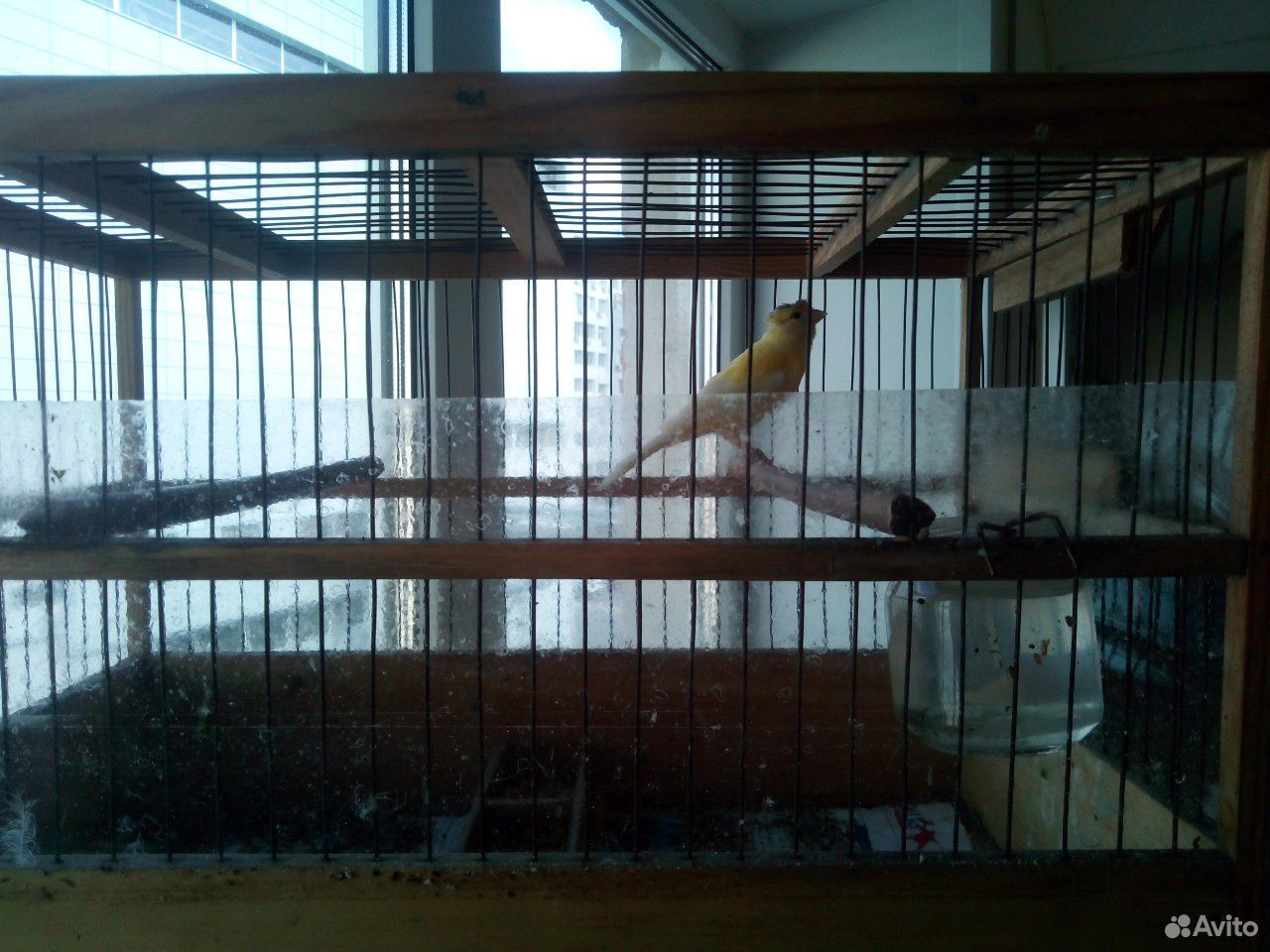 Продаю певчих кенарей