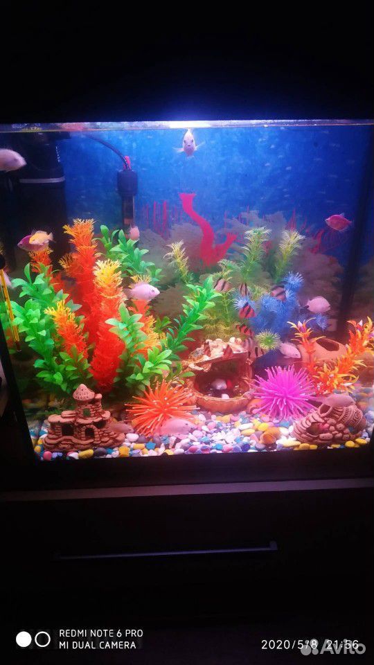 Рыбки аквариумные