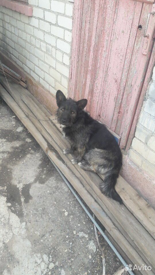 Шарик в добрые руки