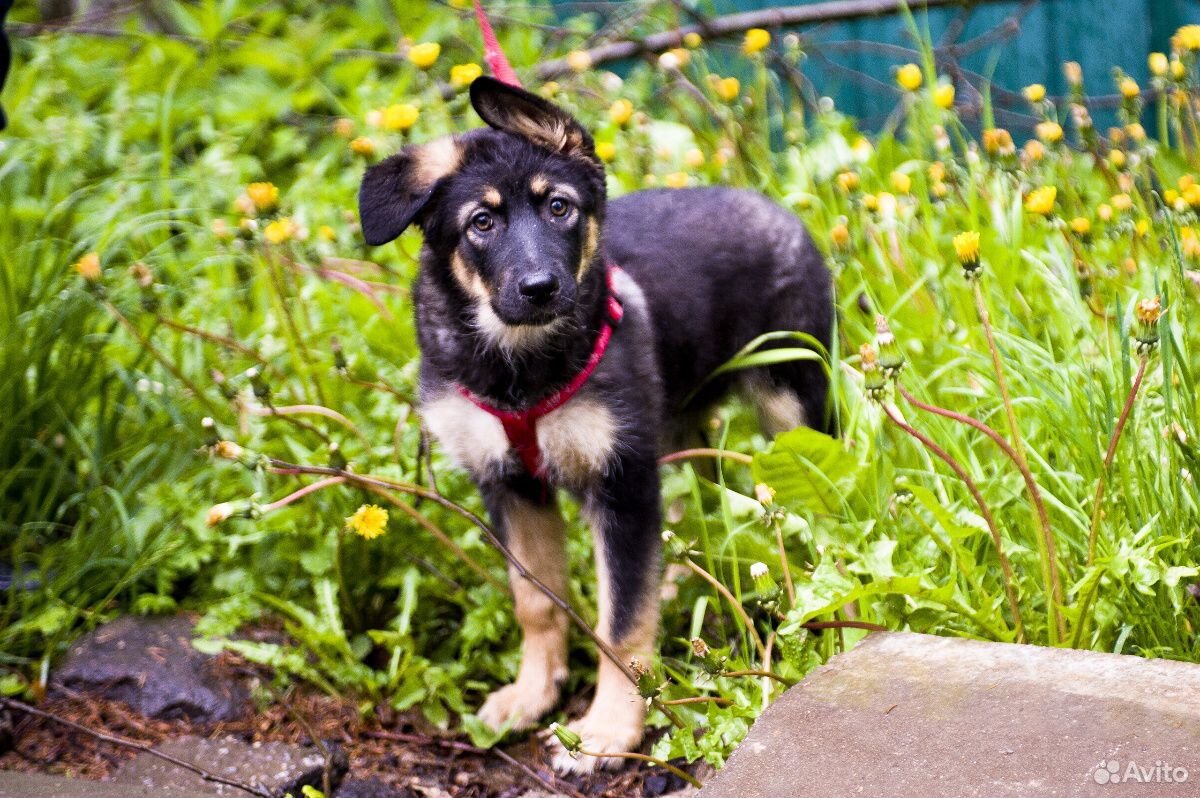 Ушастый щенок ищет дом