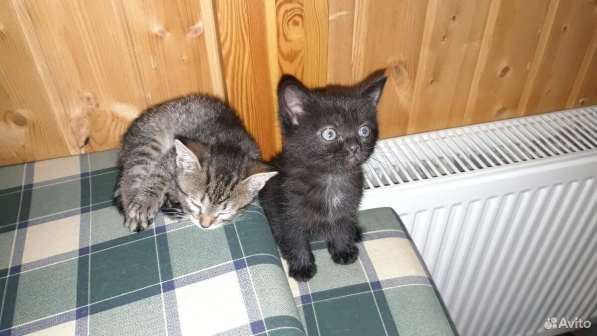 Отдам котенка / Продам котенка / 4 котенка